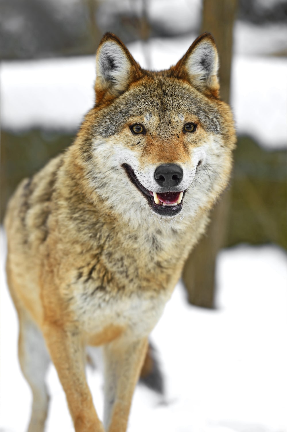 The Curse of the Wolf - Hunter Valley Writers